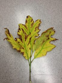Garden Help Desk: The best time to apply chelated iron to your maple ...